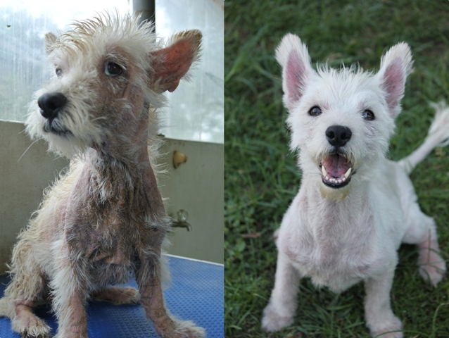 Taichung City Animal Protection-Pet owners! Patience and perseverance ...